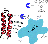The molecular recognition of phosphorylated proteins by designed ...