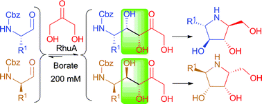 Highly efficient aldol additions of DHA and DHAP to N-Cbz-amino ...