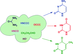 Thymine Vs Uracil