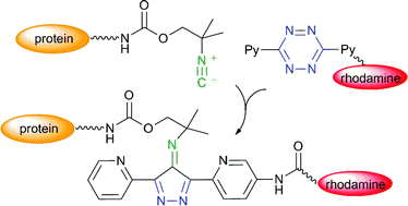 Exploring isonitrile-based click chemistry for ligation with ...