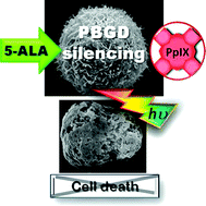 The centrality of PBGD expression levels on ALA-PDT efficacy ...