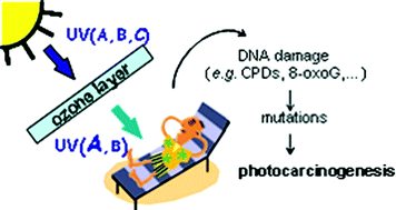 Unravelling UVA-induced mutagenesis - Photochemical & Photobiological ...