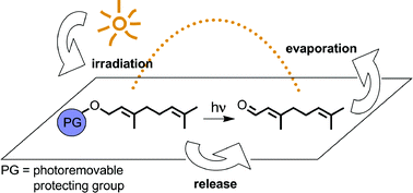 Using photolabile protecting groups for the controlled release of ...