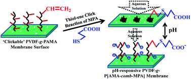Functional poly(vinylidene fluoride) copolymer membranesvia surface ...