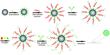 Dextran-silane coating chemistry for SiO2-based suspension array system ...
