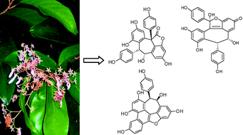 Oligostilbenes from Vatica mangachapoi with xanthine oxidase and ...
