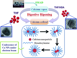 Colloidal calcium nanoparticles: digestive ripening in the presence of ...