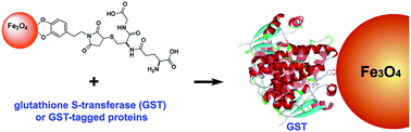 Glutathione (GSH)-decorated magnetic nanoparticles for binding ...