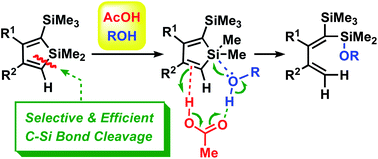 Opening the silole ring: Efficient and specific cleavage of the endo-C ...