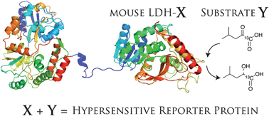 Mouse lactate dehydrogenase X: A promising magnetic resonance reporter ...