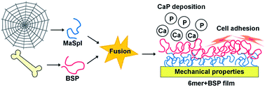 Spider silk-bone sialoprotein fusion proteins for bone tissue ...