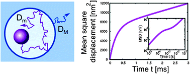 Scale-dependent diffusion of spheres in solutions of flexible and rigid polymers: mean square ...