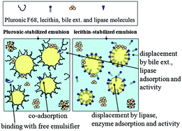 Physicochemical properties and digestibility of emulsified lipids in ...