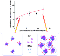 Formation and structure of PEI/DNA complexes: quantitative analysis ...