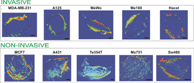 Invasive cancer cell lines exhibit biomechanical properties that are ...