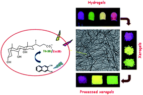 Self-organization of multiple components in a steroidal hydrogel matrix ...