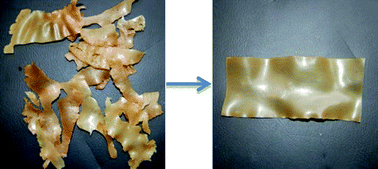 Protein network structure and properties of wheat gluten extrudates ...