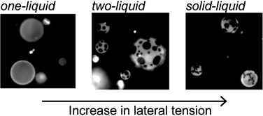 Lateral phase separation in tense membranes - Soft Matter (RSC Publishing)