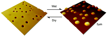 Polymers with hydro-responsive topography identified using high ...