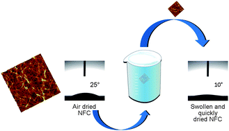 Experimental evidence on medium driven cellulose surface adaptation ...