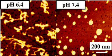 The role of palmitic acid in pulmonary surfactant systems by Langmuir ...
