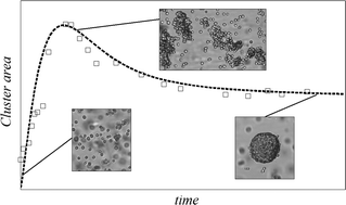 Active diffusion-limited aggregation of cells - Soft Matter (RSC ...