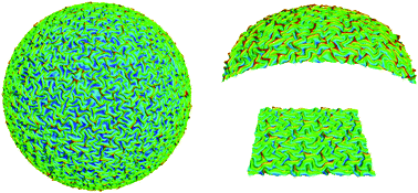 Growth strain-induced wrinkled membrane morphology of white blood cells ...