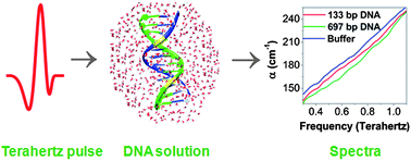 Terahertz-time domain spectroscopy for the detection of PCR amplified ...