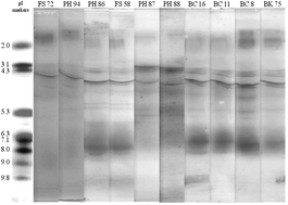 Candida “Psilosis” – electromigration techniques and MALDI-TOF mass ...