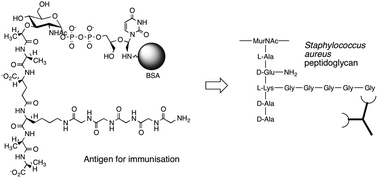 Detection of Staphylococcus aureus cell walls by enzyme-linked immunoassay using antibodies ...
