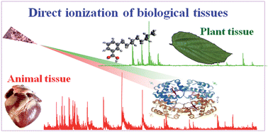 Direct ionization of biological tissue for mass spectrometric analysis ...