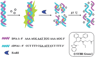 Label-free fluorescent assay for real-time monitoring site-specific DNA ...