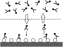Macromolecular binding and kinetic analysis with optically sectioned ...