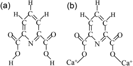 Analysis of the Raman spectra of Ca2+-dipicolinic acid alone and in the ...