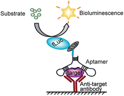 Aptamer-based protein detection using a bioluminescent fusion protein ...