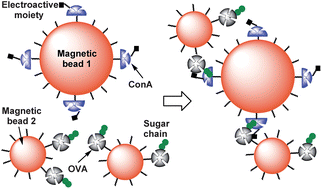 Electrochemical assay of concanavalin A–ovalbumin binding on magnetic ...