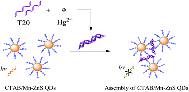 CTAB-capped Mn-doped ZnS quantum dots and label-free aptamer for room ...