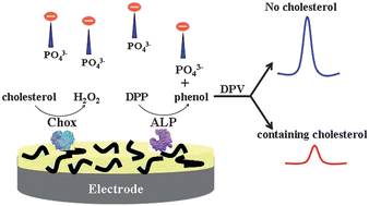 Selective determination of cholesterol based on cholesterol oxidase ...