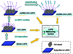 Graphene oxide modified light addressable potentiometric sensor and its ...