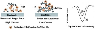 Real-time electrochemical detection of pathogen DNA using electrostatic ...