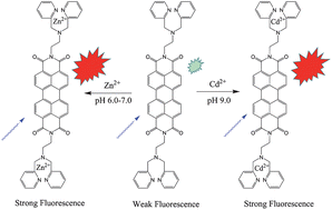 A turn-on fluorescent sensor for zinc and cadmium ions based on perylene tetracarboxylic diimide ...
