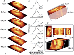 3D confocal Raman imaging of endothelial cells and vascular wall ...