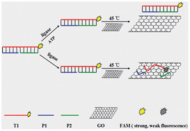 A ligation-triggered highly sensitive fluorescent assay of adenosine ...