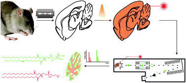 Lipid imaging by mass spectrometry – a review - Analyst (RSC Publishing)