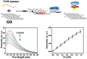 A highly sensitive and selective aptasensor based on graphene oxide fluorescence resonance ...
