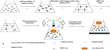 Magnetic separation and detection of a cellulase gene using core–shell ...