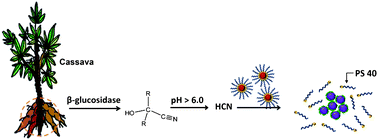 Using polysorbate 40-stabilized gold nanoparticles in colorimetric ...