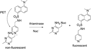 TanA: a fluorogenic probe for thiaminase activity - Analytical Methods ...
