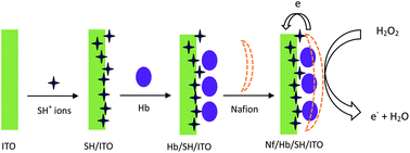 Indium tin oxide electrode modified by a SH+ ion implantation technique ...