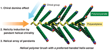Helical polymer brushes with a preferred-handed helix-sense triggered ...